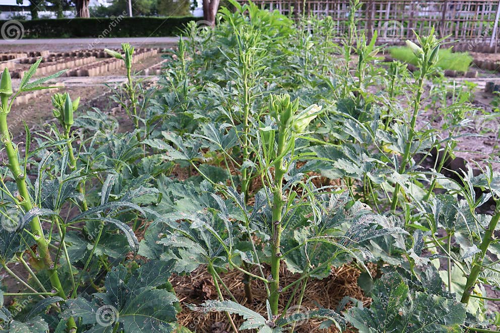 The Vegetable Plot, the Okra is Fruiting at the Organic Farm. Stock ...