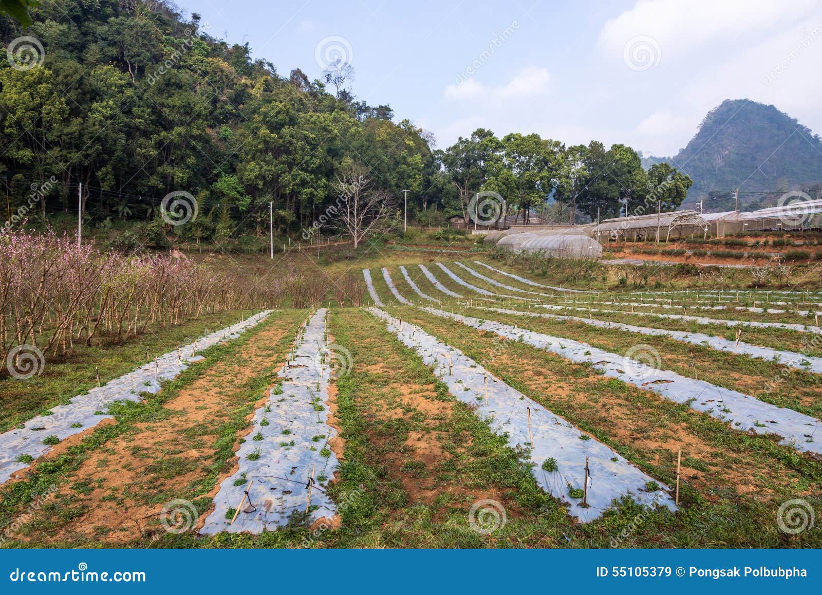 Vegetable plot stock image. Image of field, organic, land - 55105379