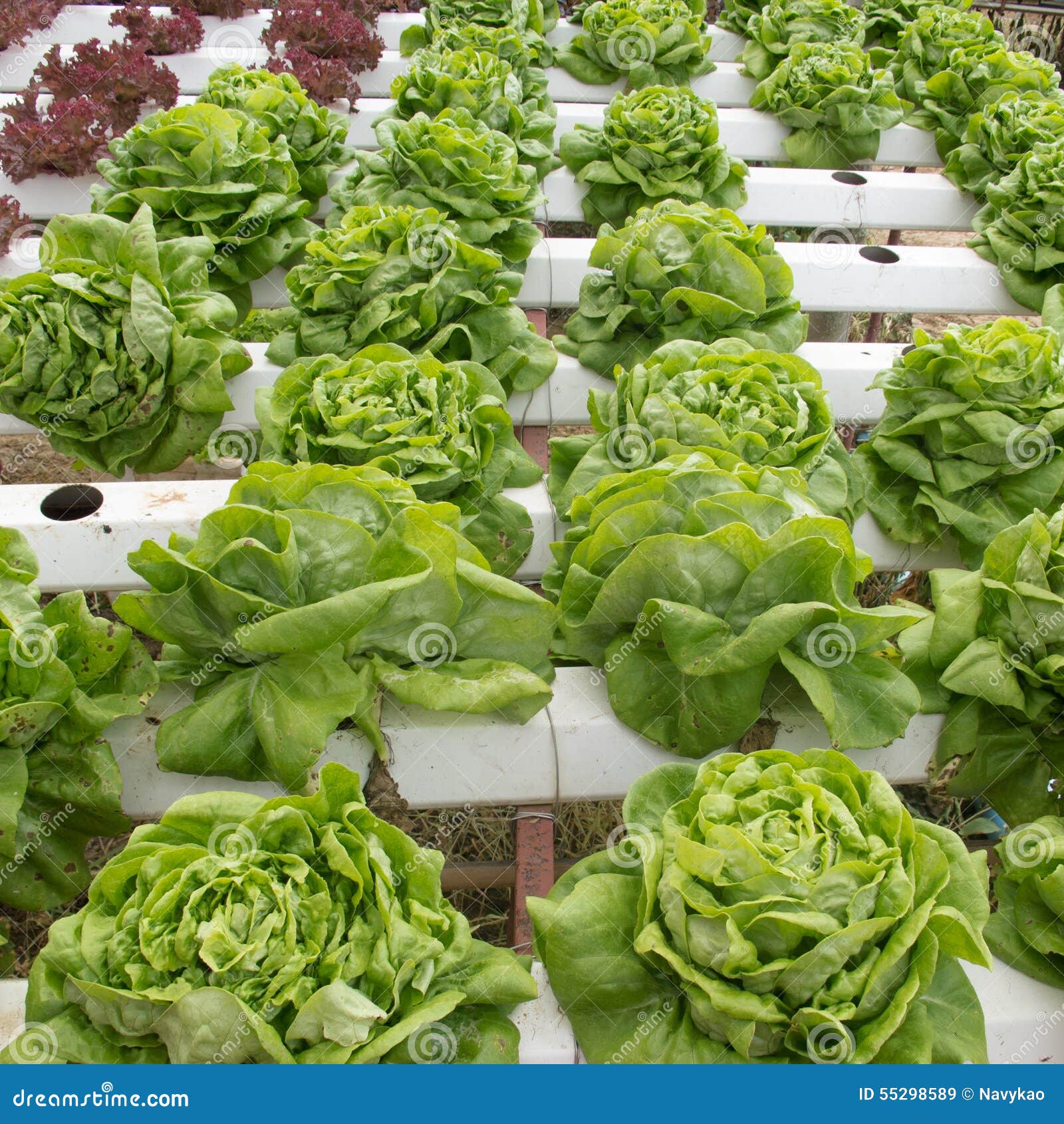 Vegetable plot stock image. Image of colorful, crop, green - 55298589