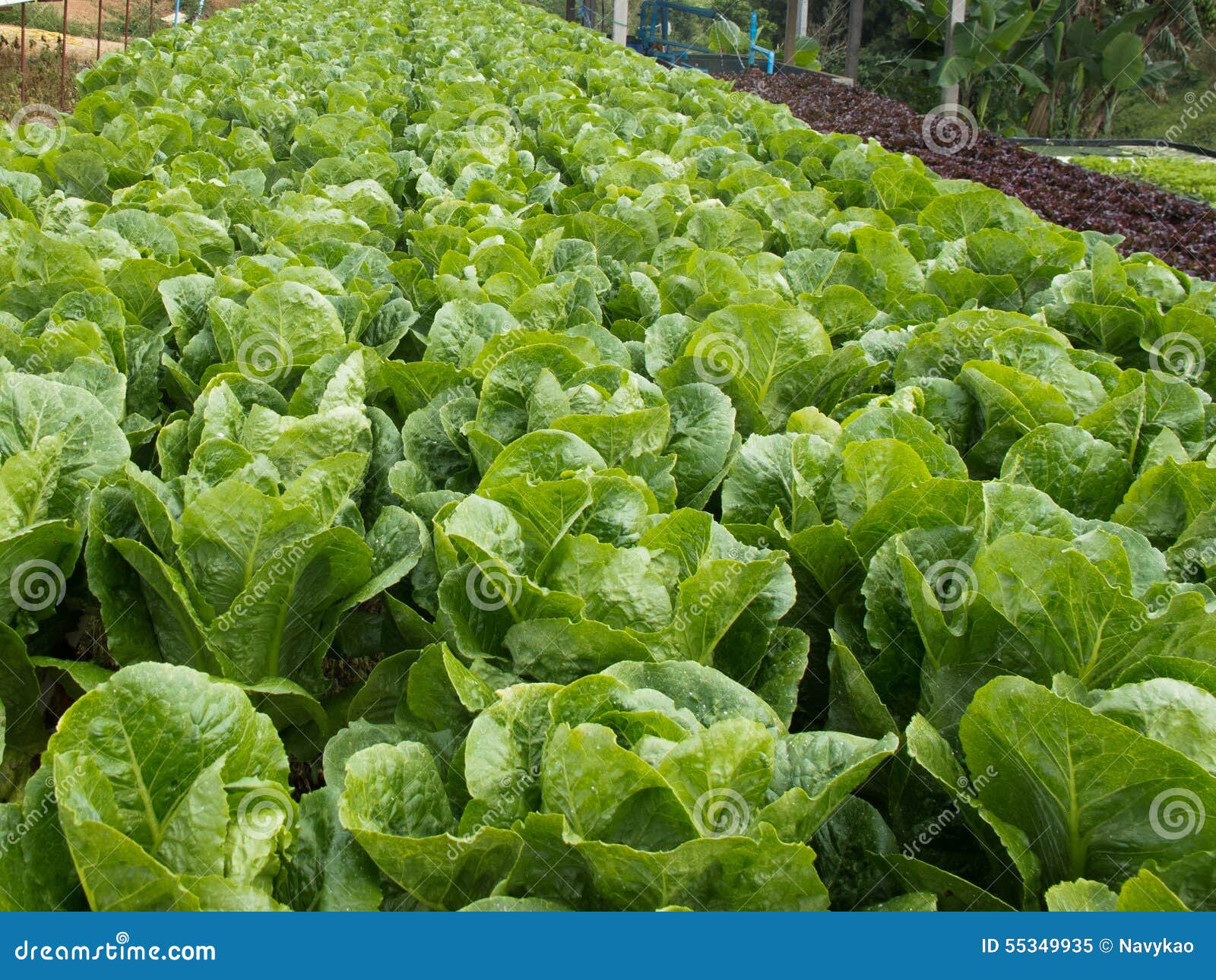 Vegetable plot stock image. Image of eating, food, leaves - 55349935
