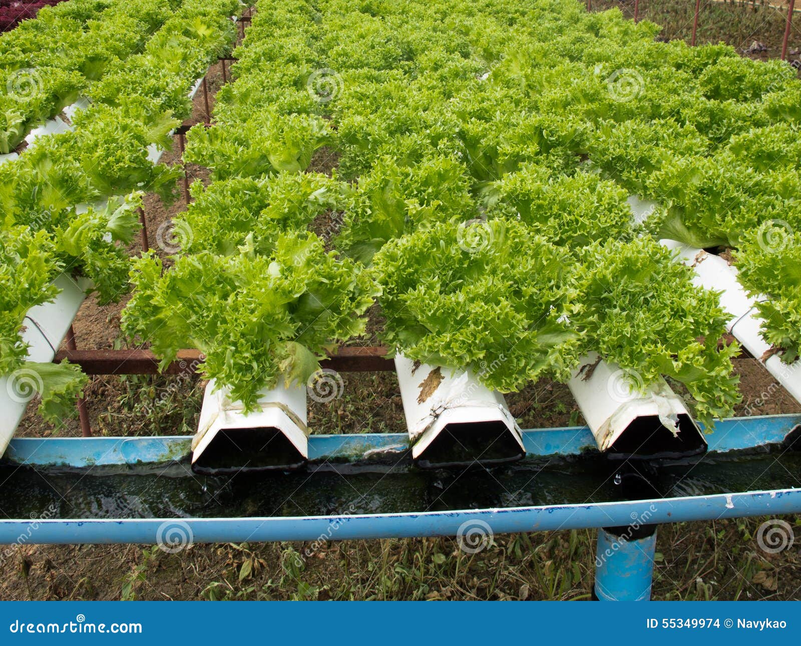 Vegetable plot stock photo. Image of harvest, countryside - 55349974