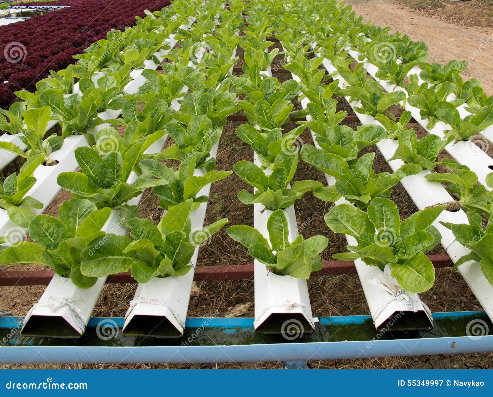 Vegetable plot stock image. Image of cultivation, food - 55349997