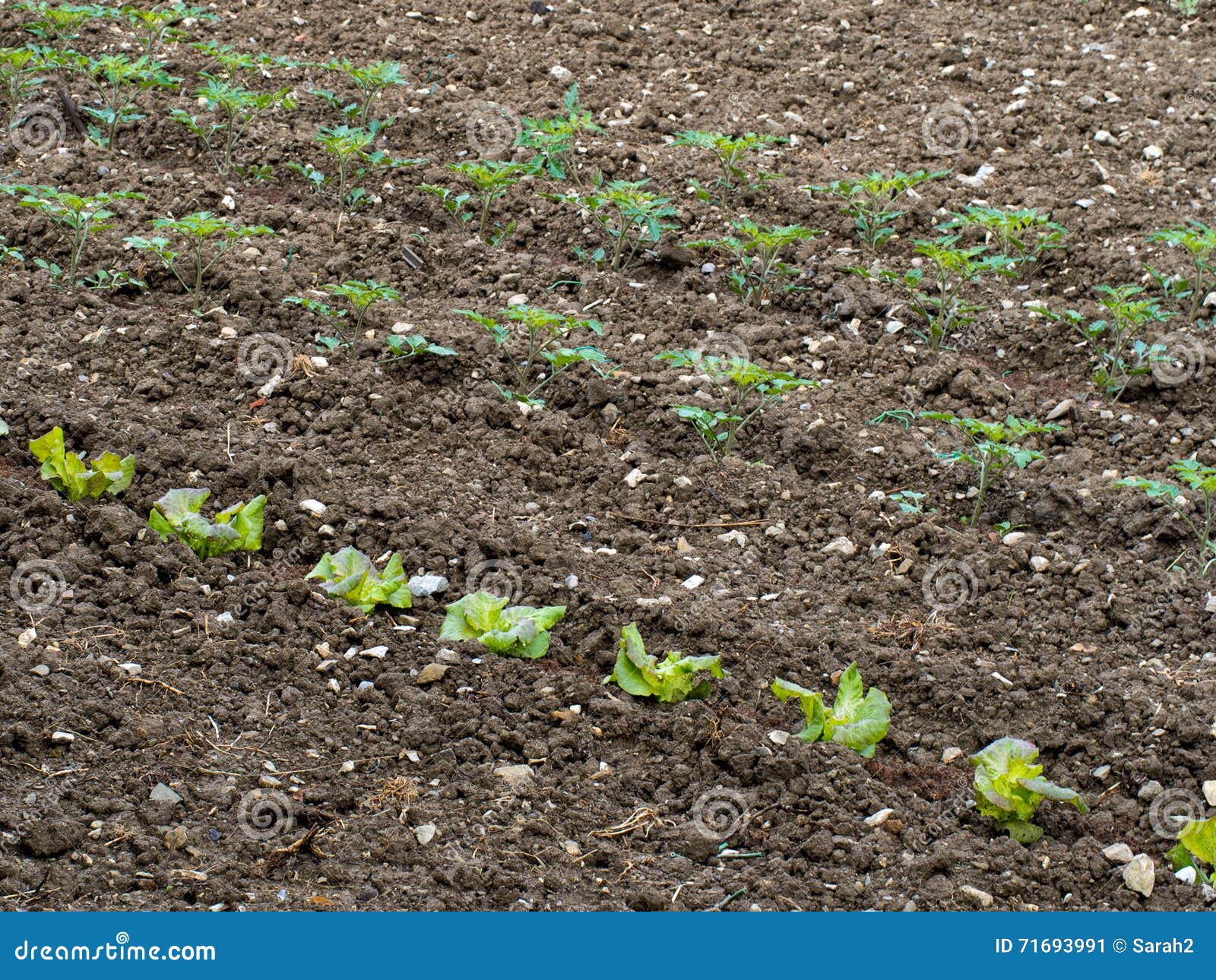 Vegetable Plot, Plants in Lines, Fine Tilth. Stock Image - Image of ...