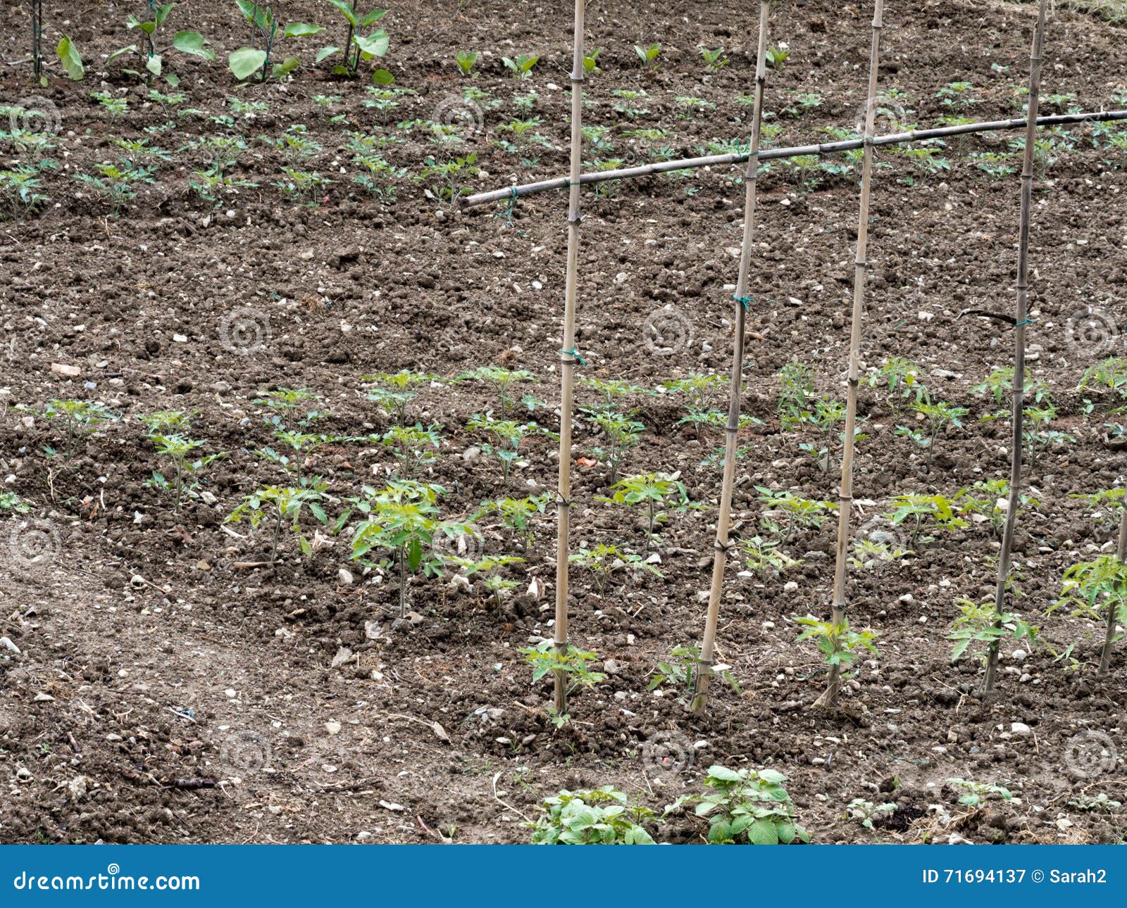 Vegetable Plot, Plants in Lines, Fine Tilth. Stock Image - Image of ...
