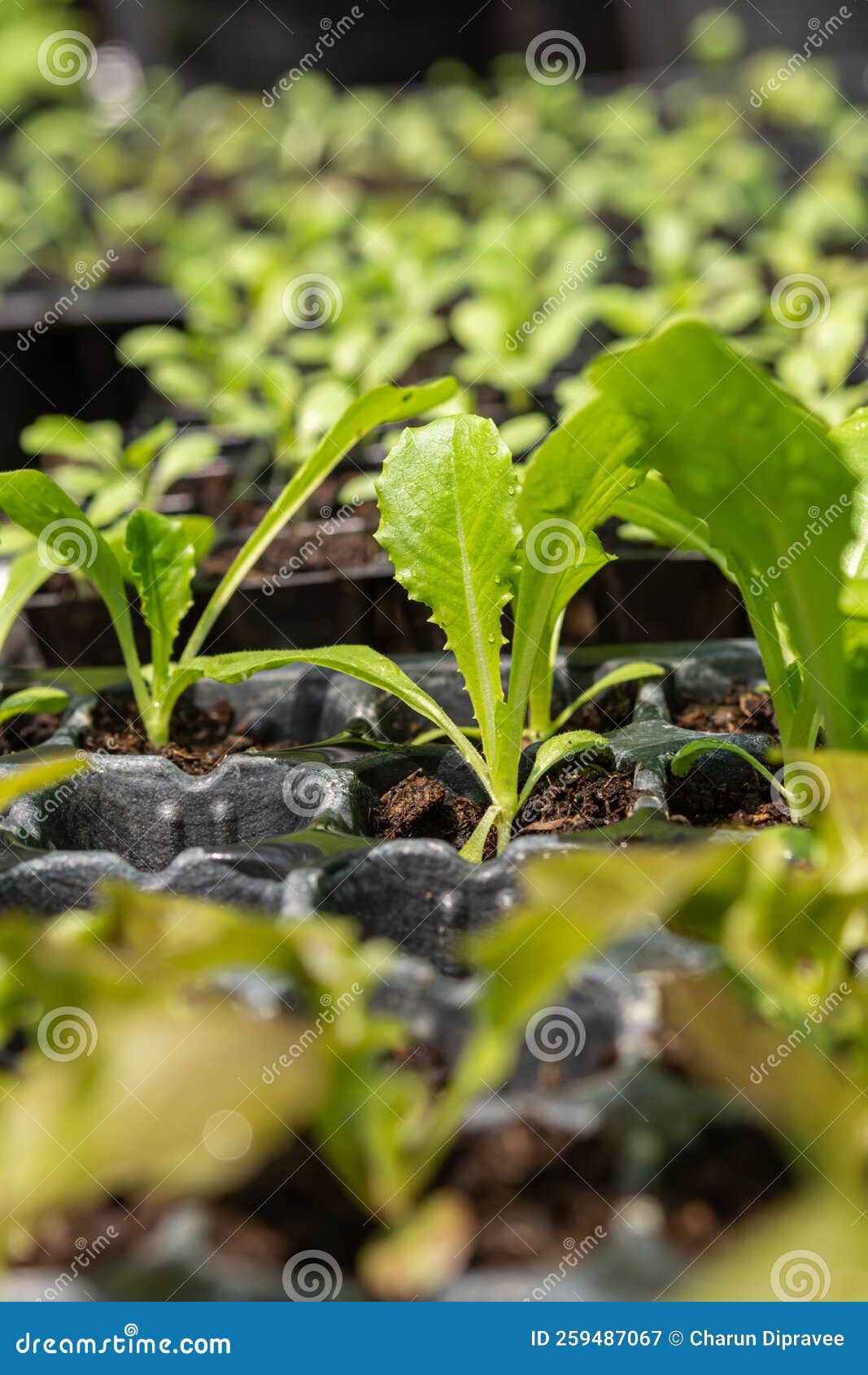 Small To Medium Sized Lettuce Seedlings, Good Root System, Beautiful ...