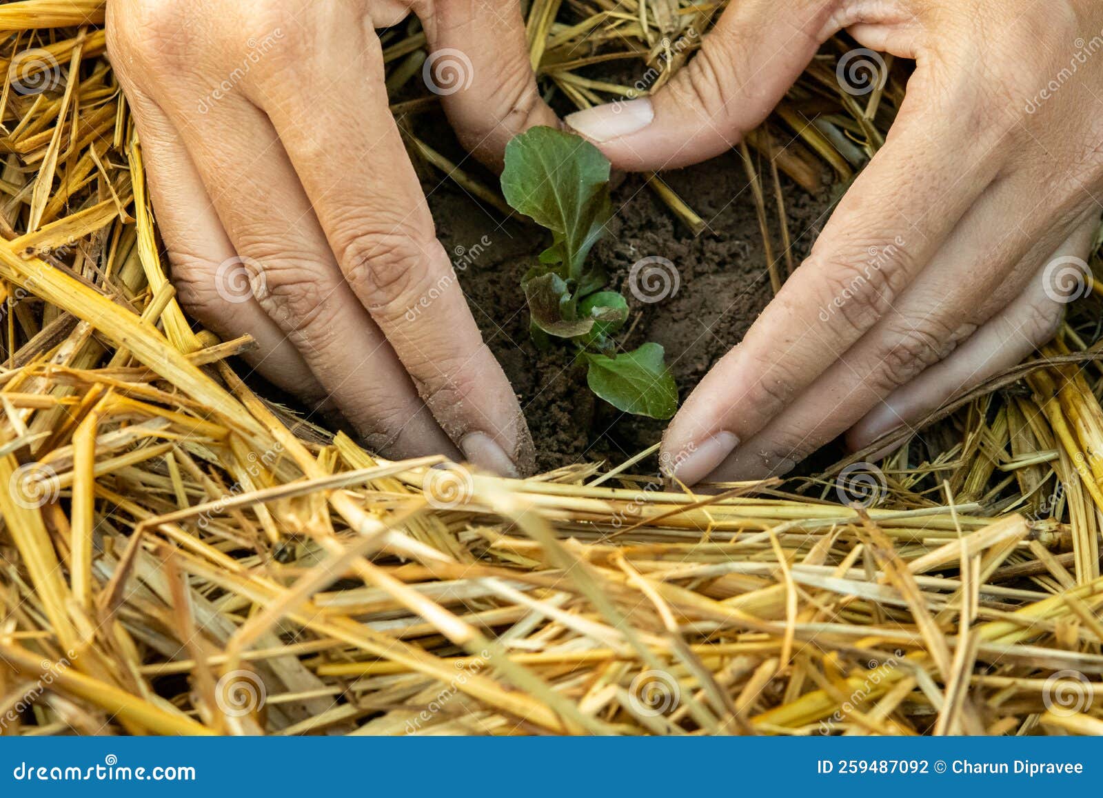 Small To Medium Sized Lettuce Seedlings, Good Root System, Beautiful ...