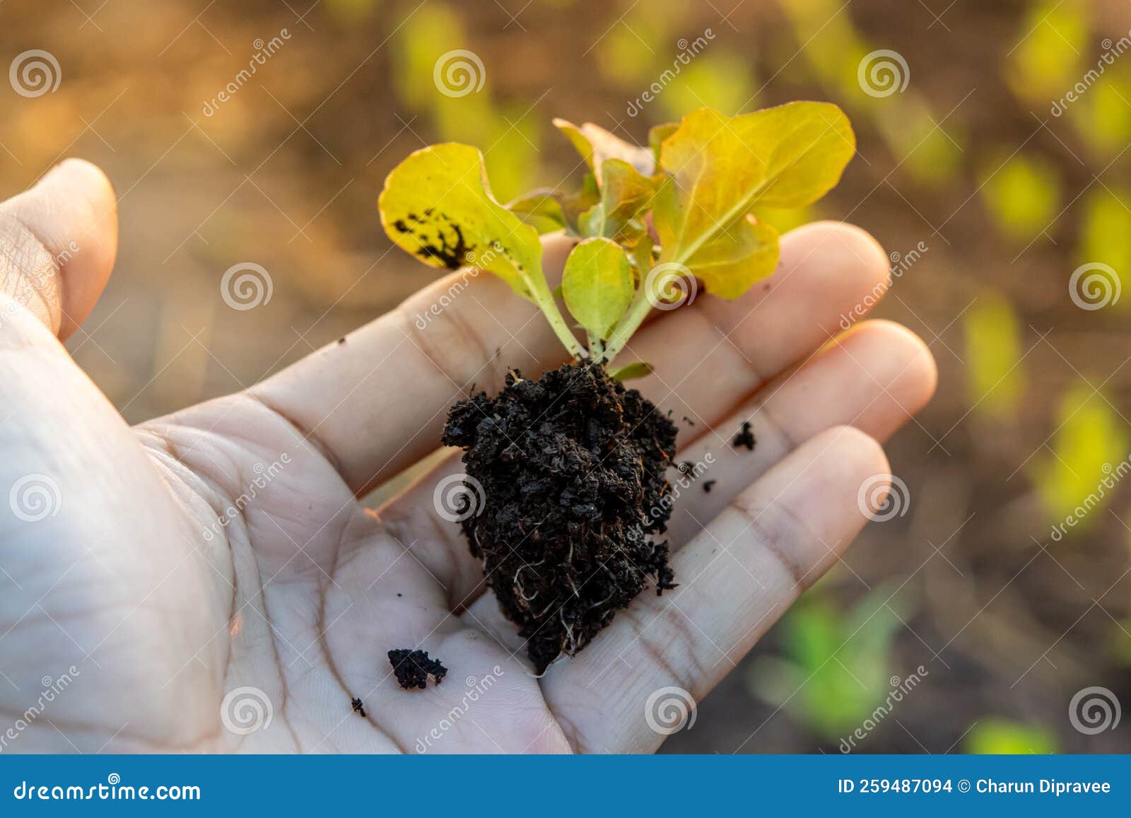 Small To Medium Sized Lettuce Seedlings, Good Root System, Beautiful ... Small To Medium Sized Lettuce Seedlings, Good Root System, Beautiful ...