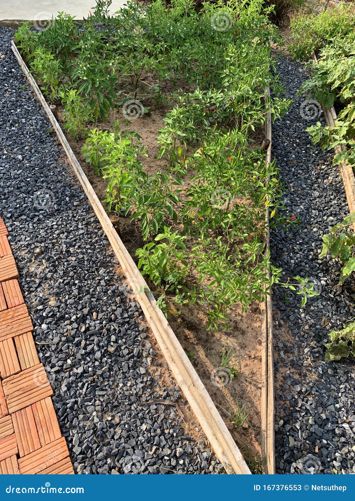 Vegetable Plot and Soil Preparation in the Garden Stock Image - Image ...