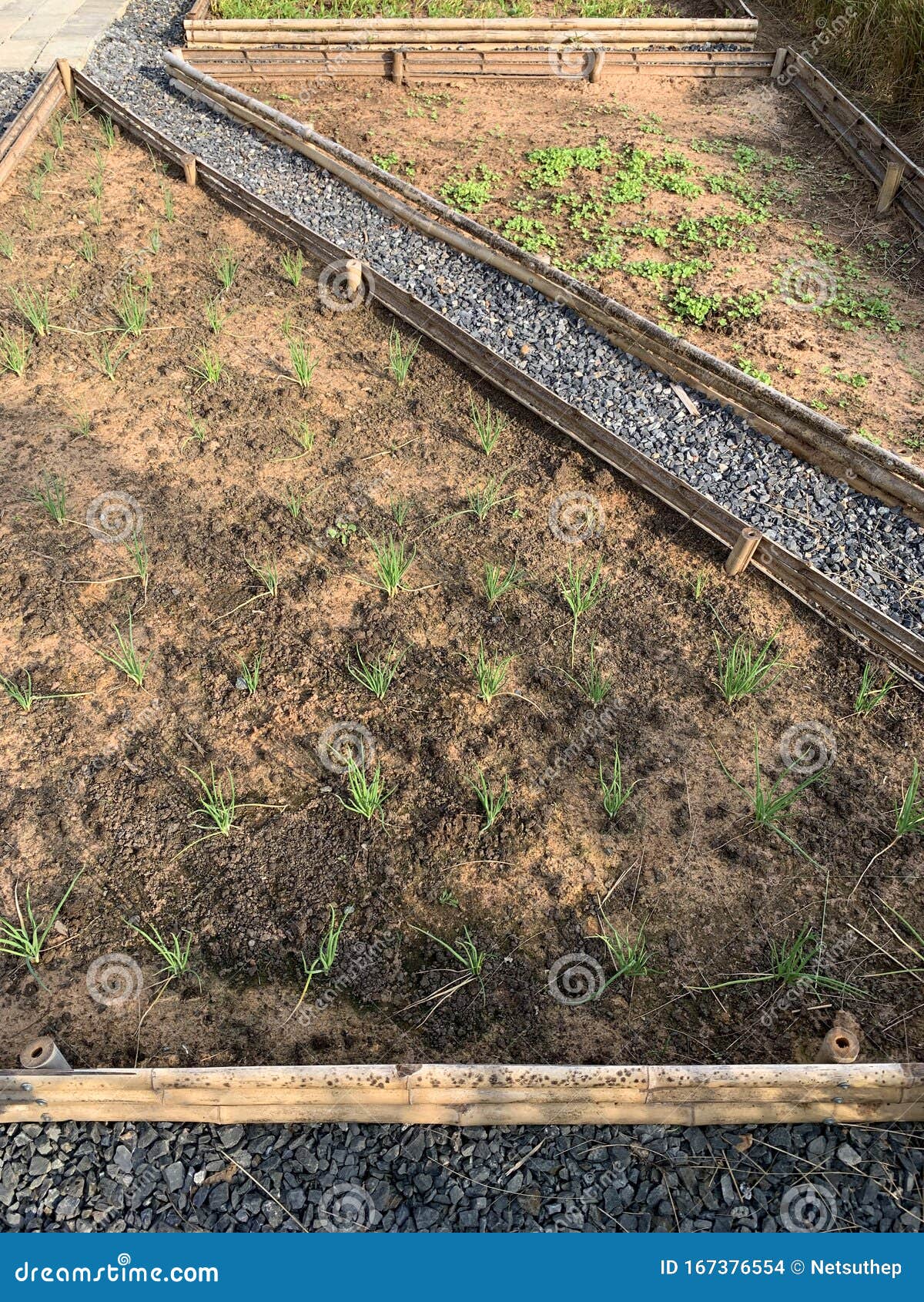 Vegetable Plot and Soil Preparation in the Garden Stock Photo - Image ...
