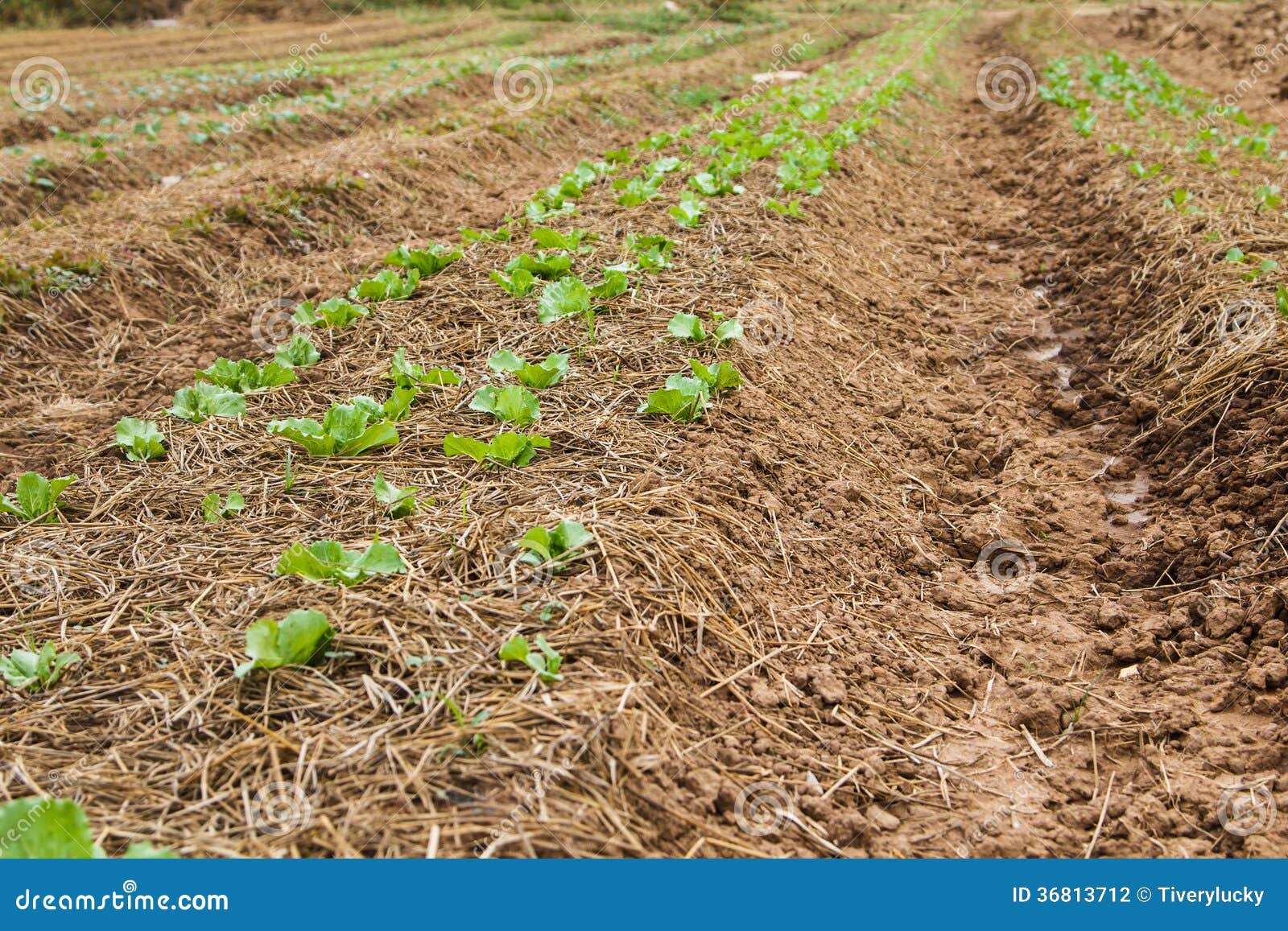 Vegetable plot stock photo. Image of outdoor, plain, beautiful - 36813712