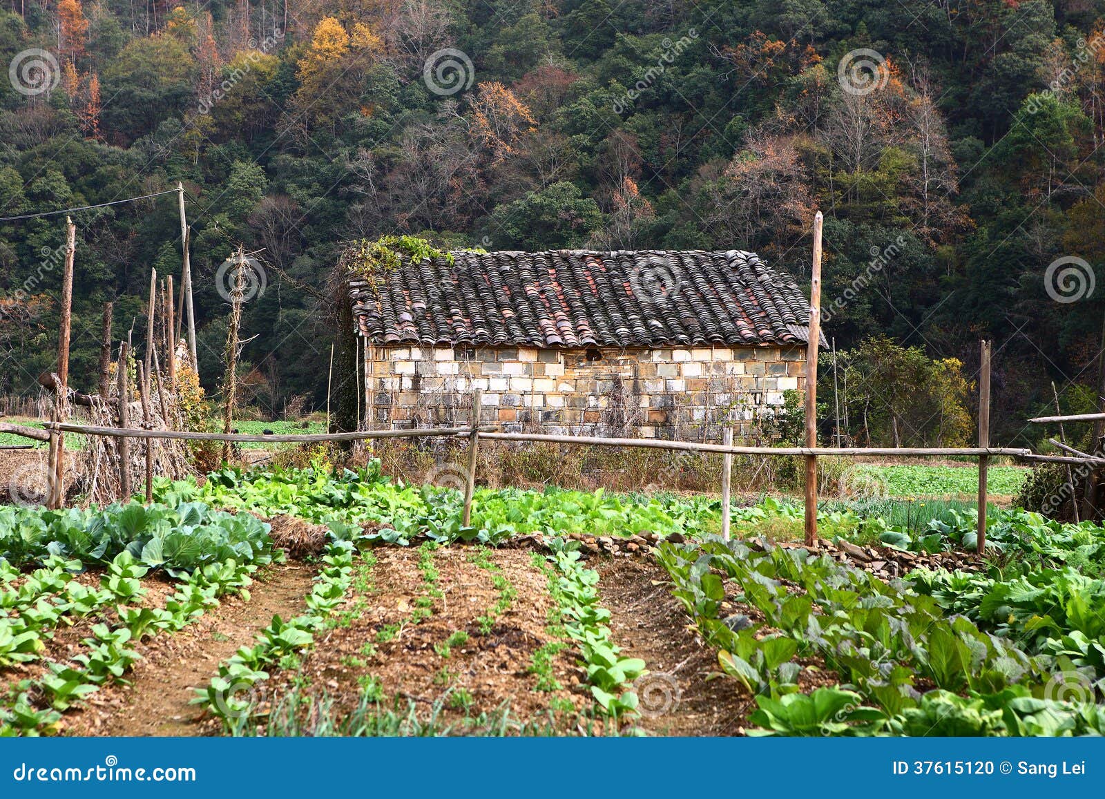 Vegetable Plot Stock Image | CartoonDealer.com #17303059
