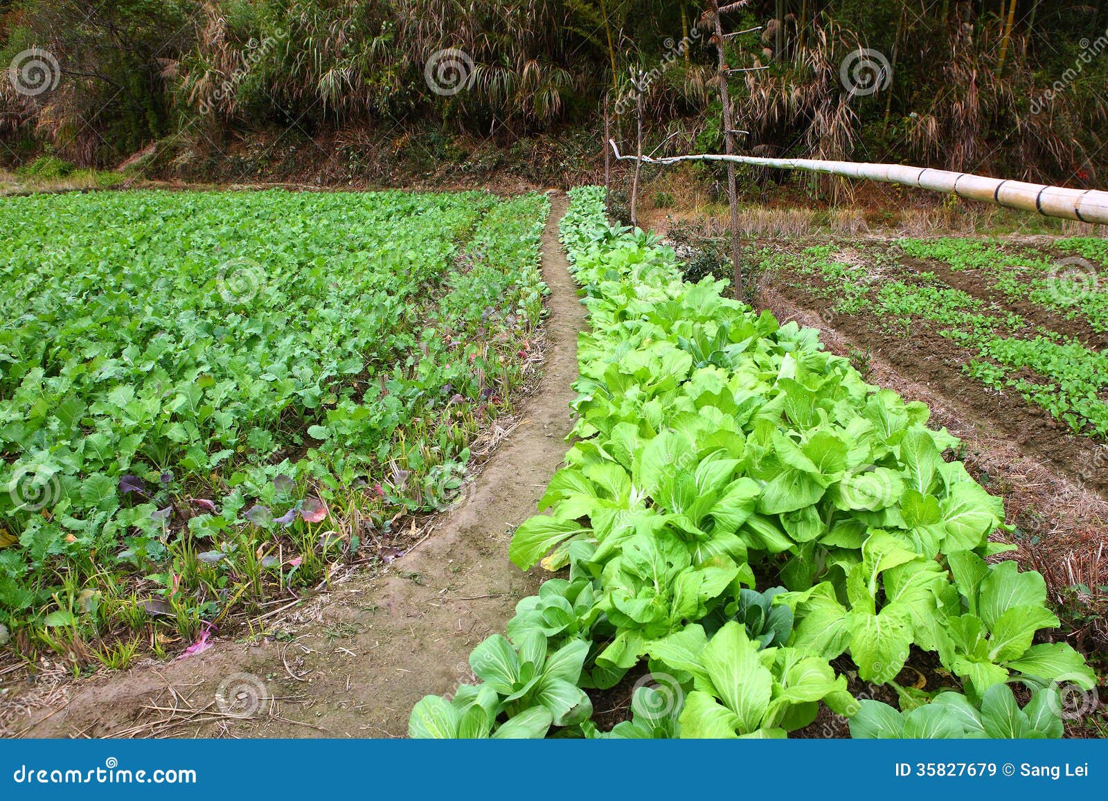 Vegetable Plot in Village ,YanCun,Wuyuan Stock Image - Image of house ...