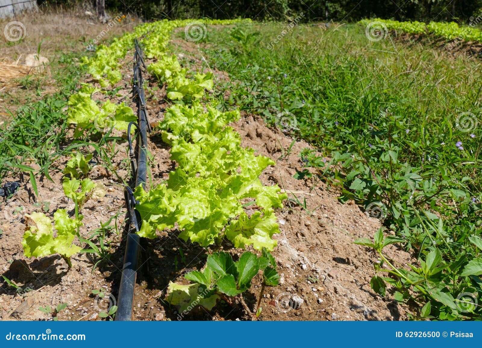 Vegetable Plot and Water Dripper System Stock Photo - Image of food ...