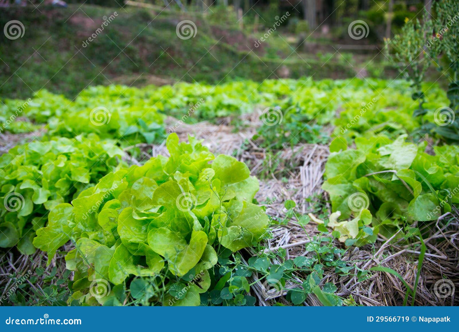 Vegetable plots stock image. Image of green, lettuce - 29566719