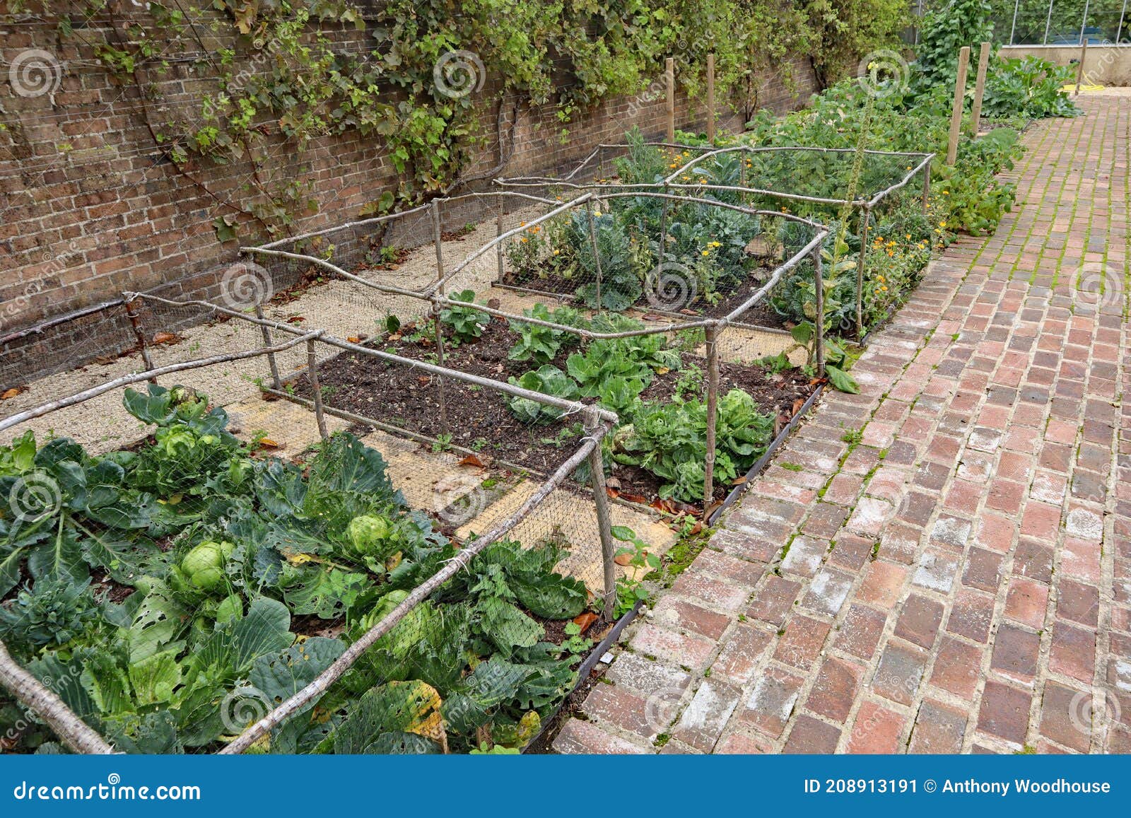 Vegetable Plots Divided into Squares and Protected by a Framework of ...