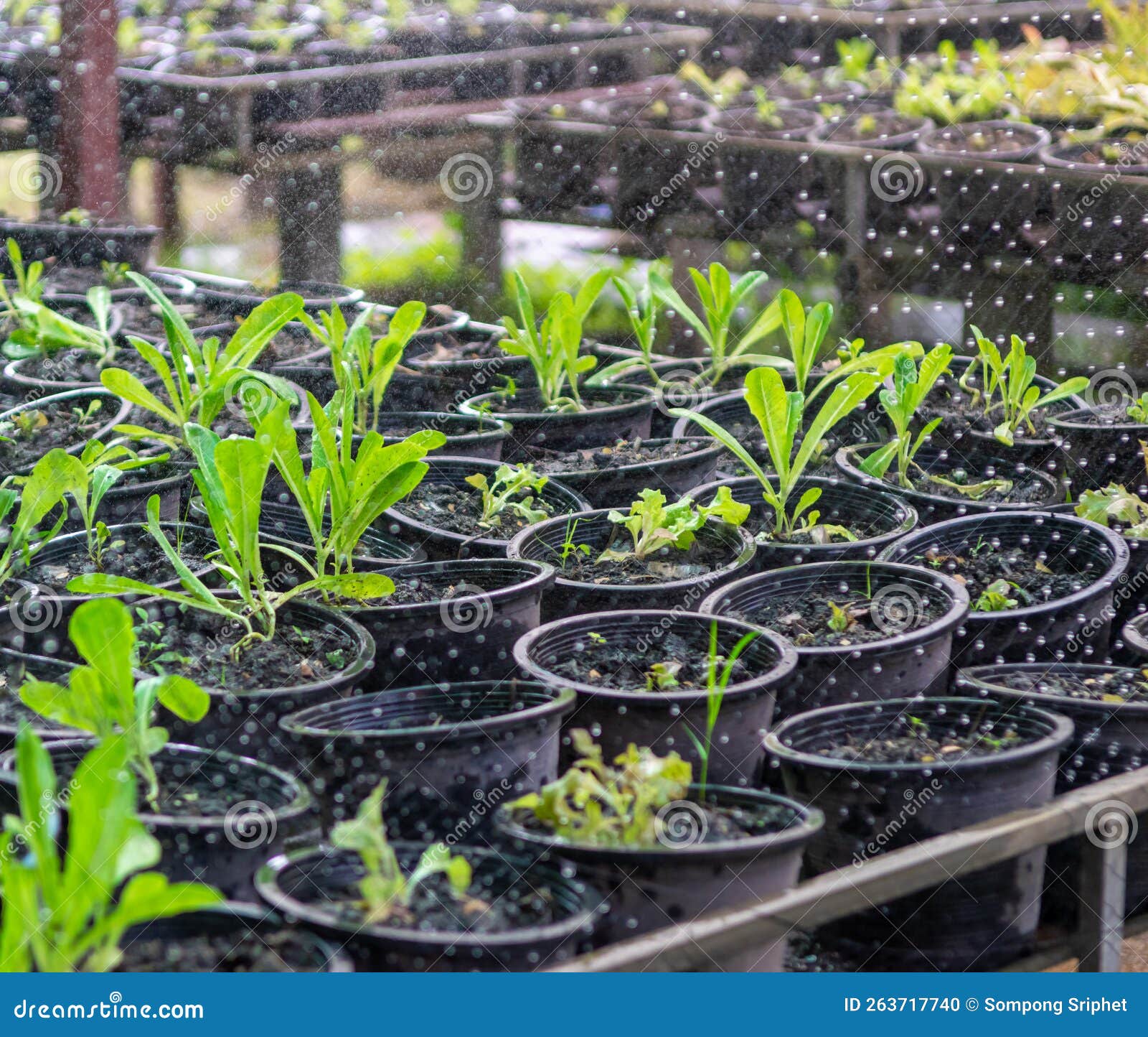 Vegetable Plots On Agriculture Field In Suburbs Of Hanoi, Vietnam ...