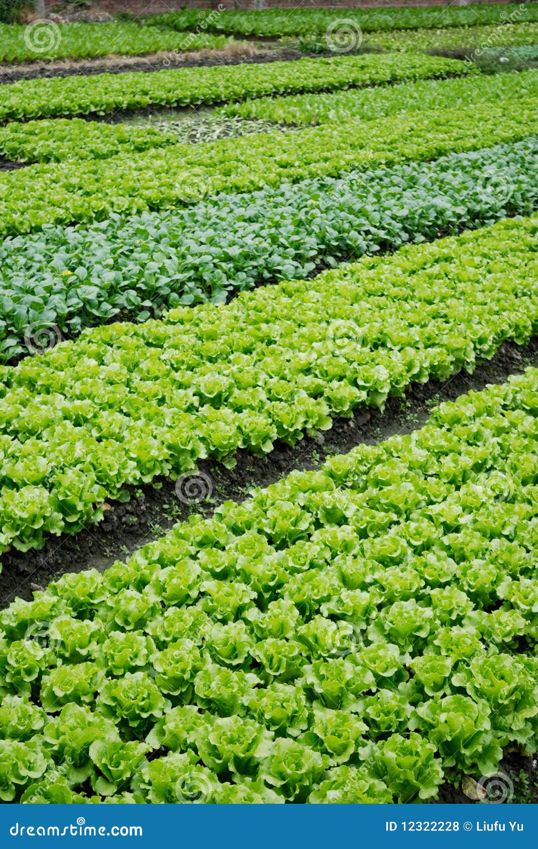 Vegetable Plots in a Variety of Vegetables Stock Photo - Image of ...