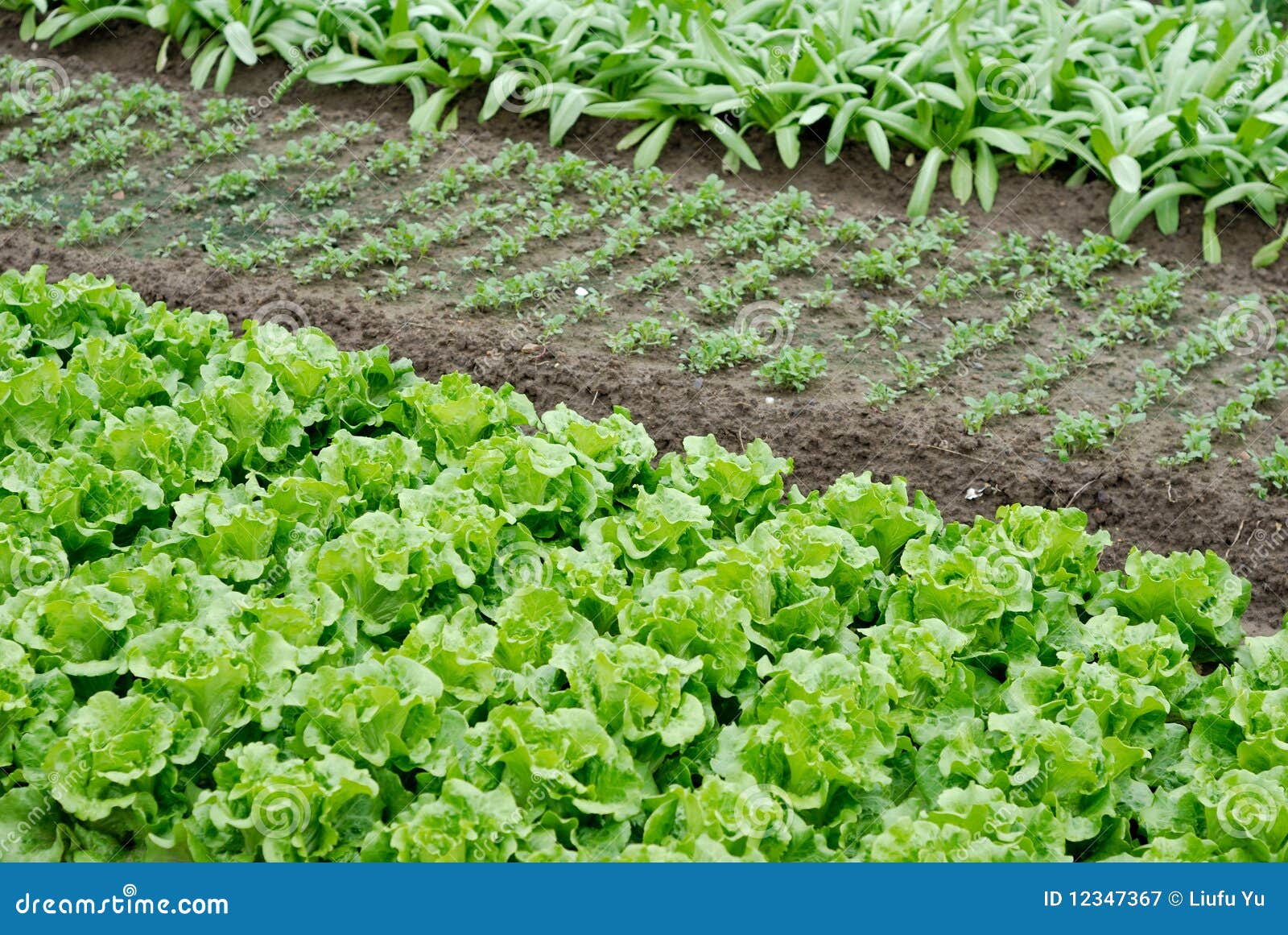 Vegetable Plots of Vegetables Stock Image - Image of fresh, growth ...