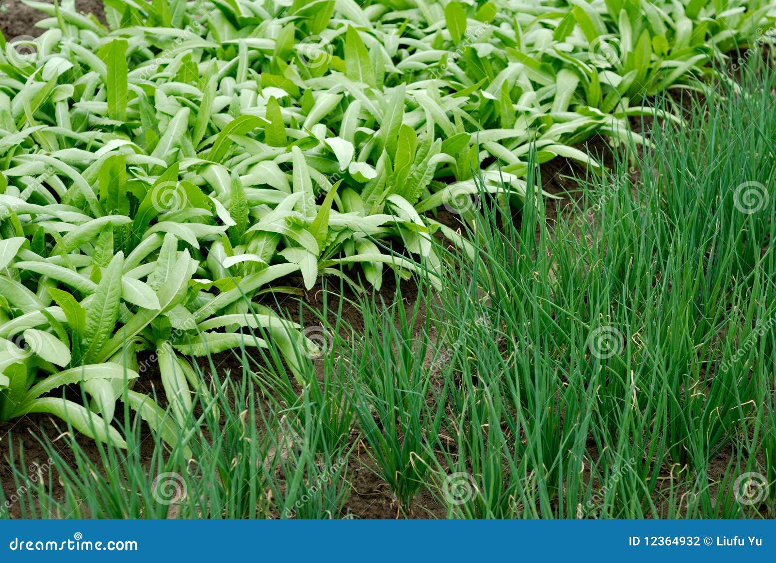Vegetable Plots of Vegetables Stock Photo - Image of nutrition, food ...