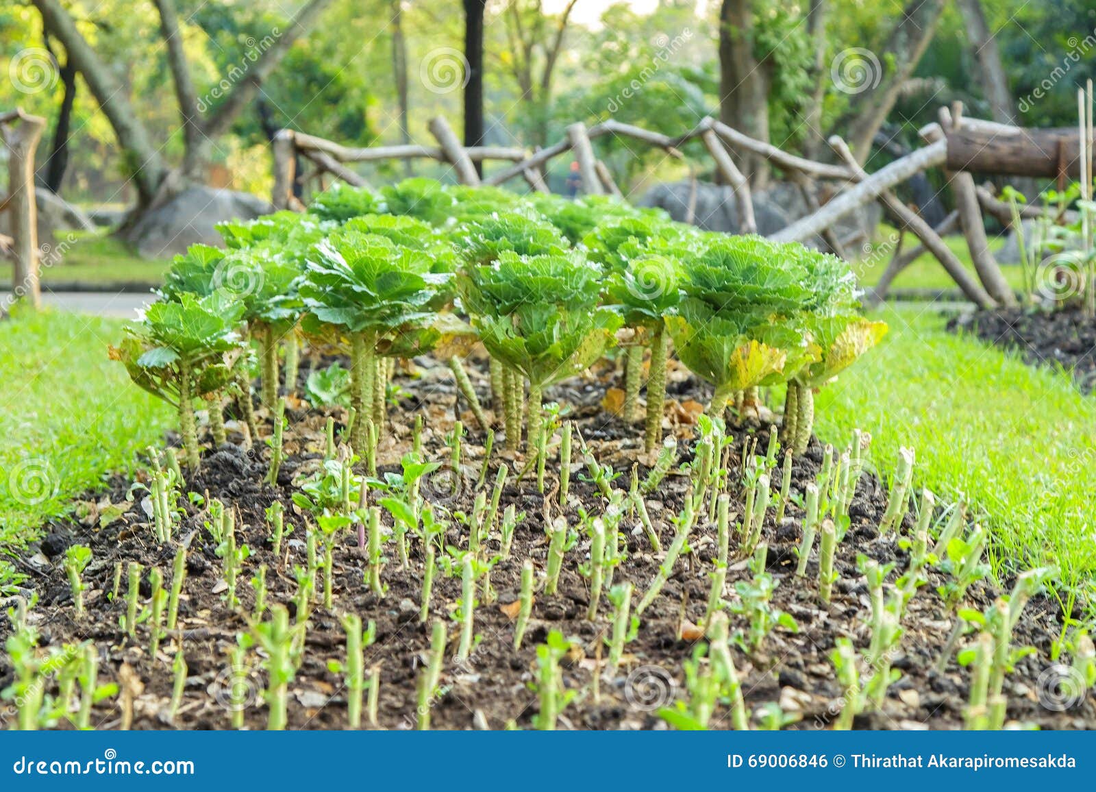 Vegetable Plots of Vegetables Stock Photo - Image of countryside, plots ...