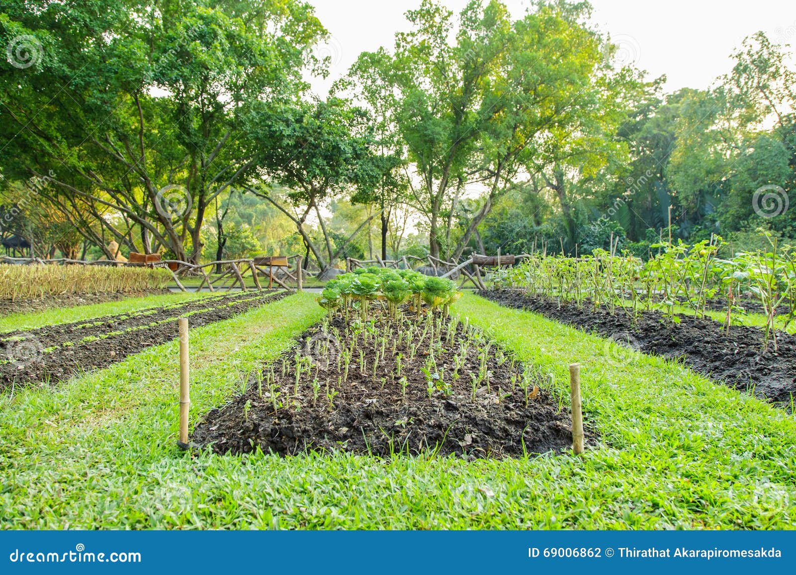 Vegetable Plots of Vegetables Stock Photo - Image of mulch, nurture ...