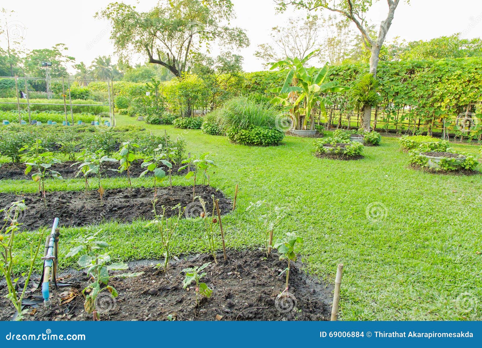 Vegetable Plots of Vegetables Stock Photo - Image of outdoor, growth ...