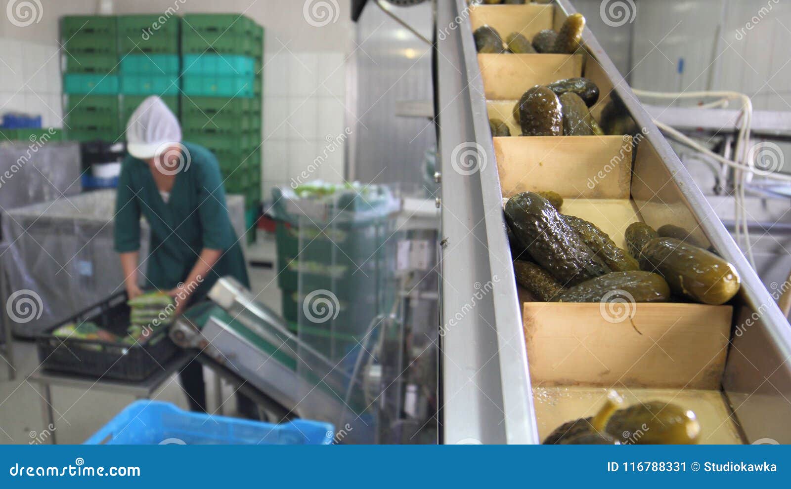 Vegetable Processing Plant, Pickled Cucumbers, Worker Stock Image ...