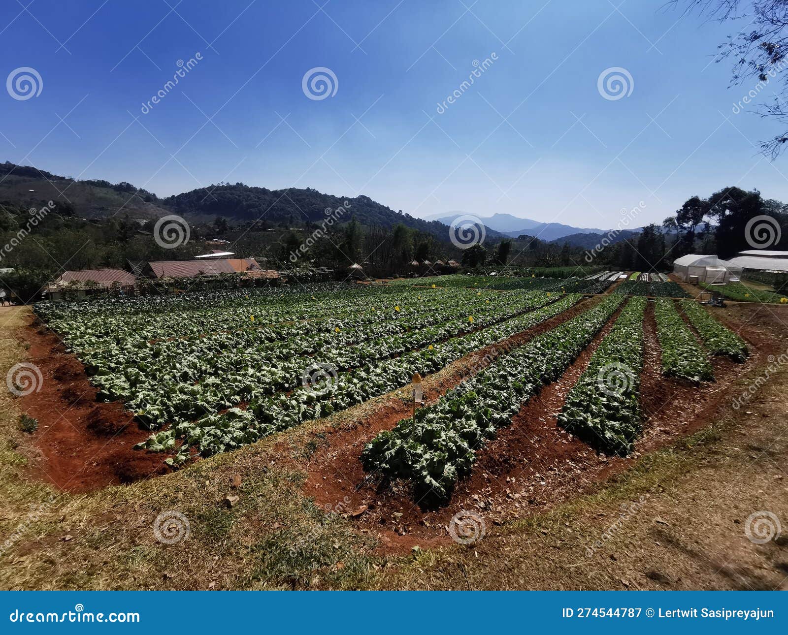 Vegetable Production Area on High Mountain Stock Image - Image of hill ...