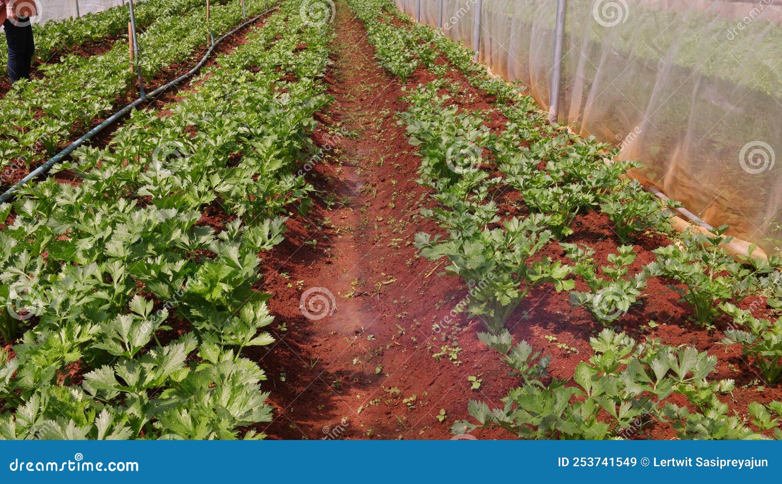 Vegetable Production System in Greenhouse Stock Image - Image of kale ...