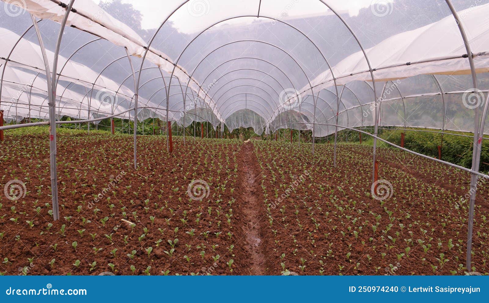 Vegetable Production System in Greenhouse Stock Photo - Image of ...