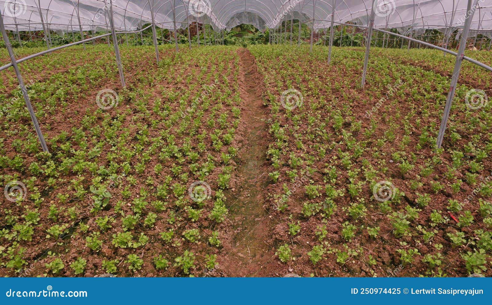 Vegetable Production System in Greenhouse Stock Image - Image of green ...