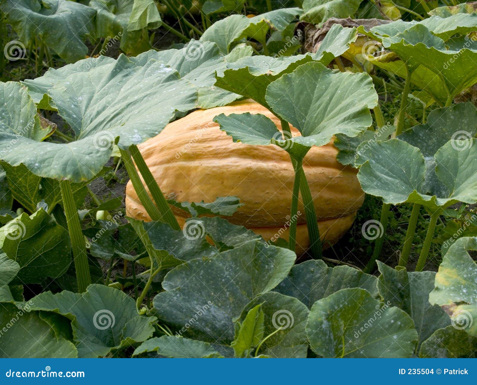 Vegetable, pumpkin. stock photo. Image of colorful, pumpkin - 235504