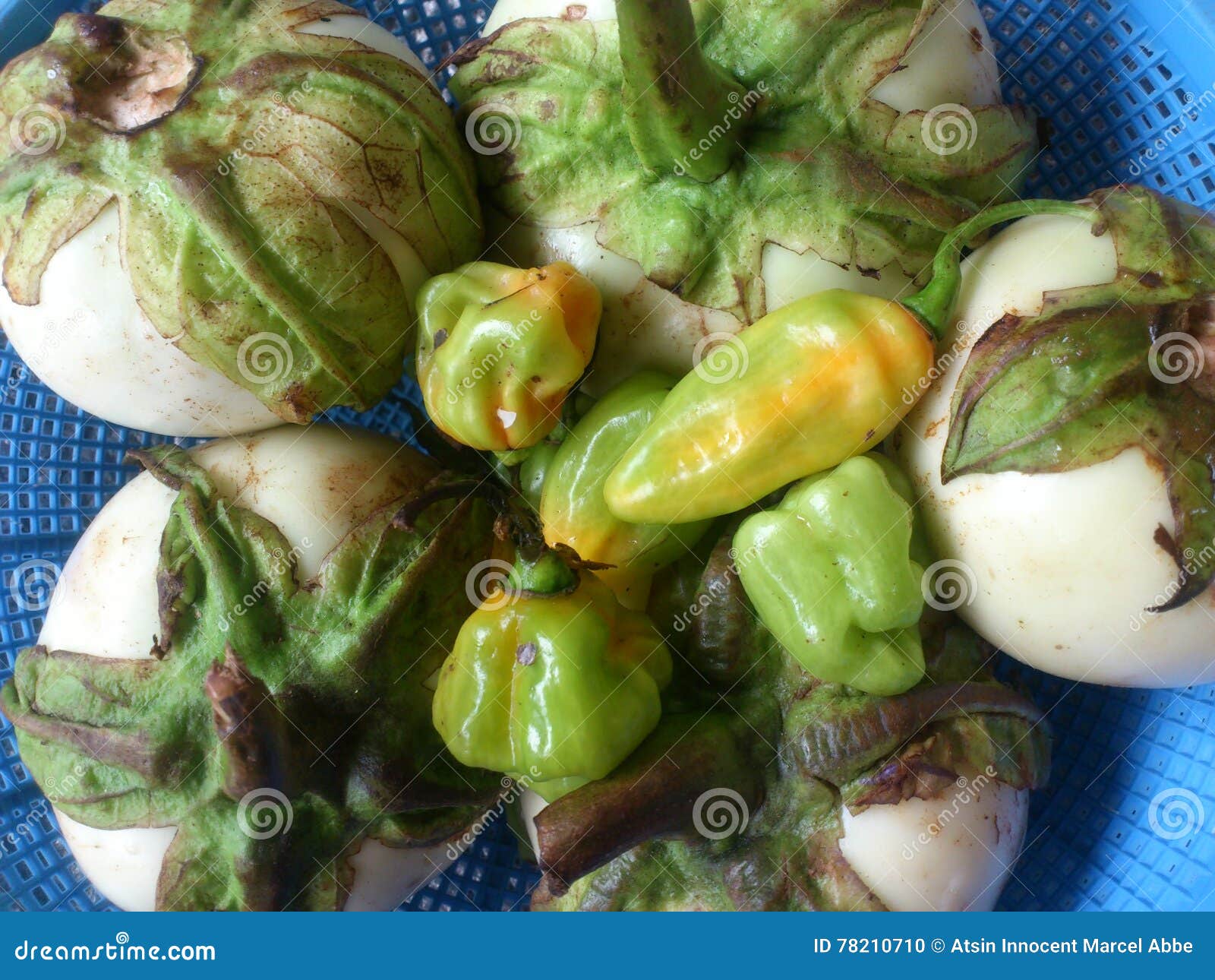 VEGETABLE QUALITY TEST stock photo. Image of perform - 78210710