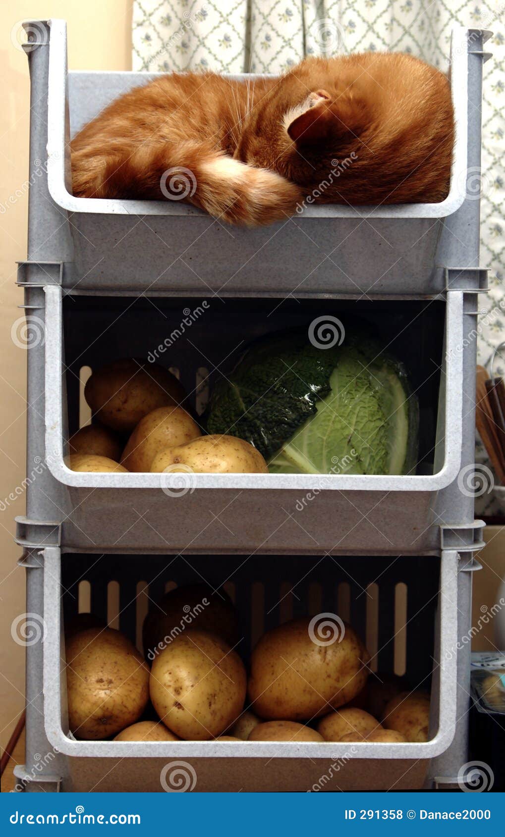 Vegetable rack cat stock photo. Image of funny, rack, tail - 291358