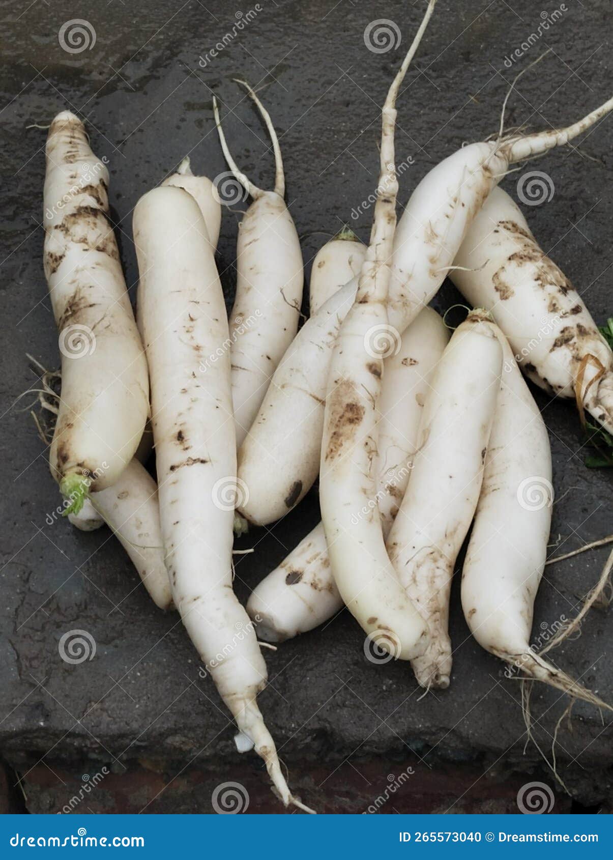 Vegetable Radish Photography Stock Photo - Image of dish, salad: 265573040