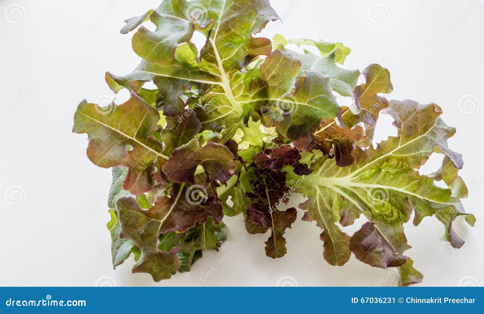 Vegetable Red Oak Isolated stock image. Image of isolated - 67036231