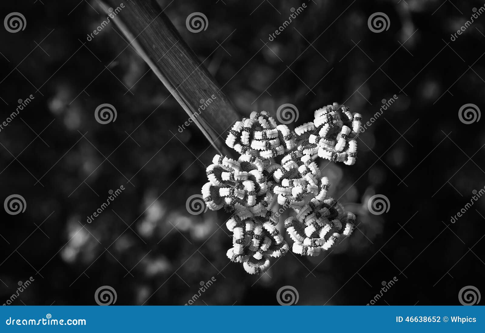 Vegetable rings stock photo. Image of beautiful, fresh - 46638652