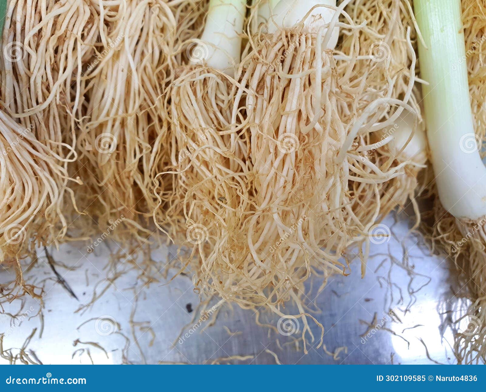 Vegetable roots stock image. Image of cook, vegetable - 302109585