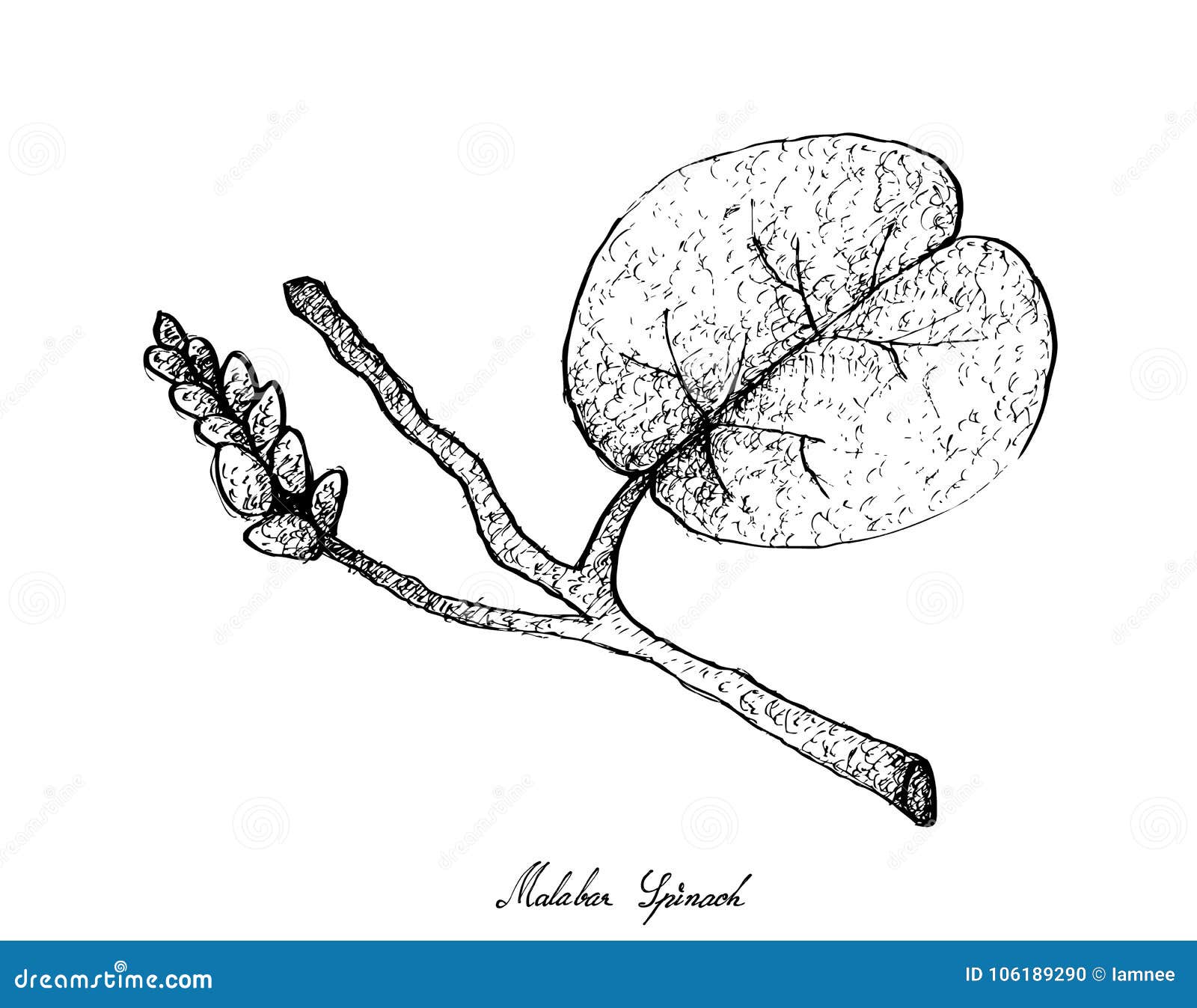 Hand Drawn Of Malabar Spinach On White Background Stock Vector