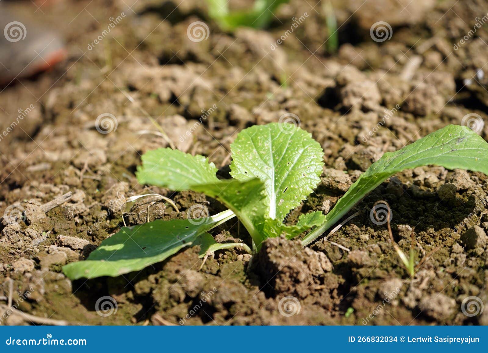 Vegetable Seedling, Chinese Cabbage in Production Field Stock Photo ... Vegetable Seedling, Chinese Cabbage in Production Field Stock Photo ...