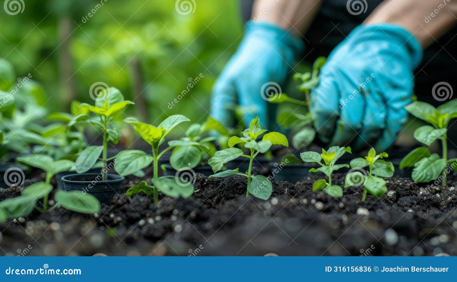 Vegetable Seedling Cultivation Process Growing Seedlings in Containers ...