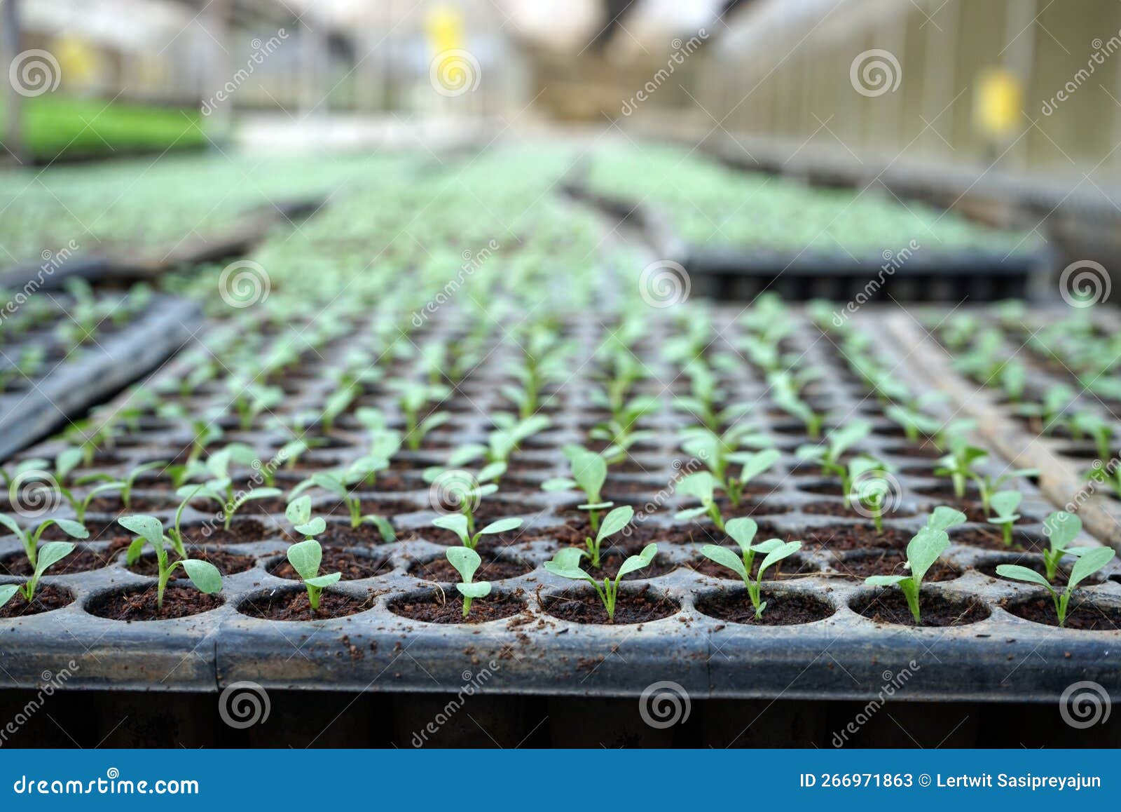 Vegetable Seedling Germination in Seedling Pot, Intensive Agriculture ...