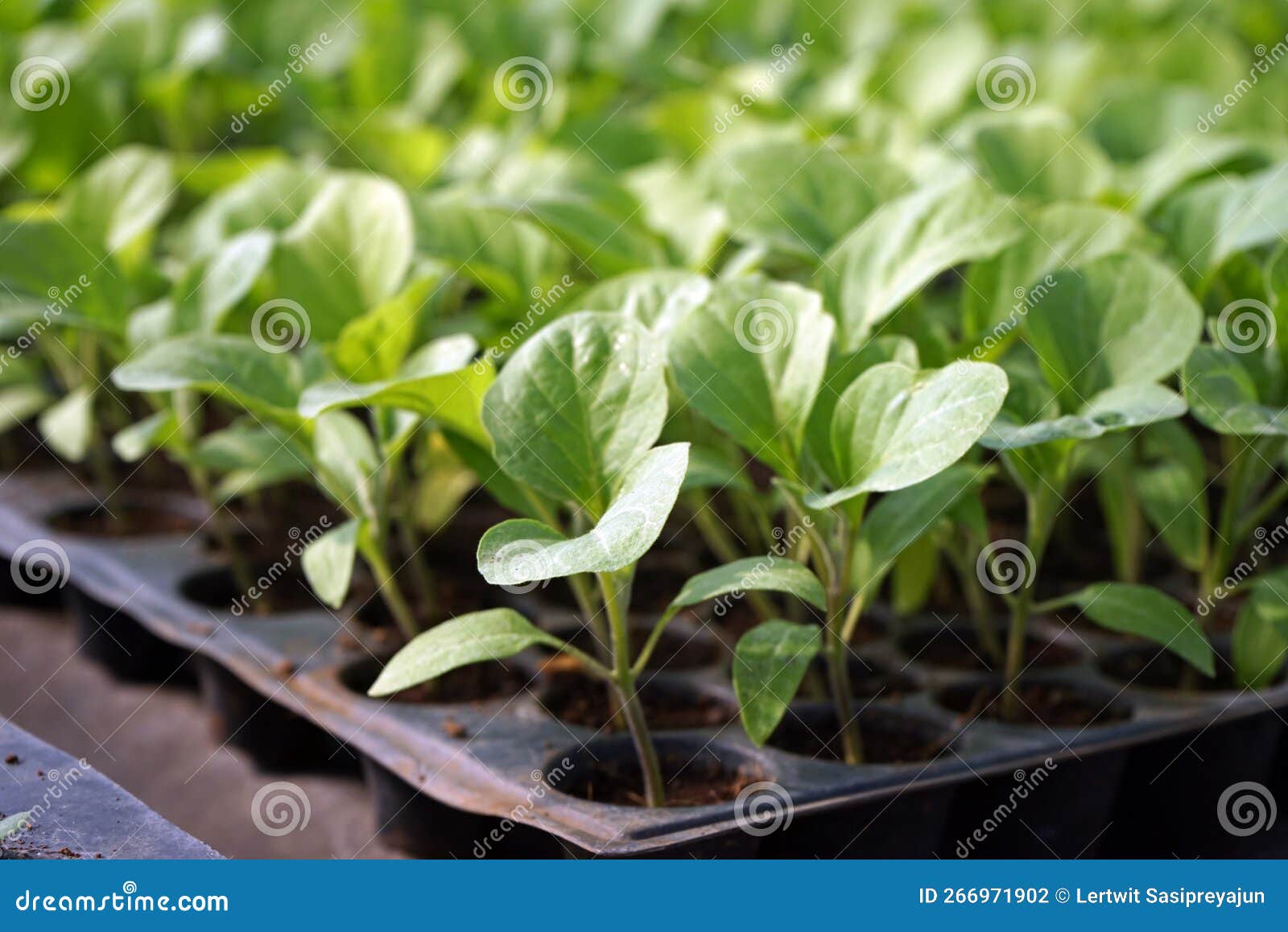 Vegetable Seedling Germination in Seedling Pot, Intensive Agriculture ...