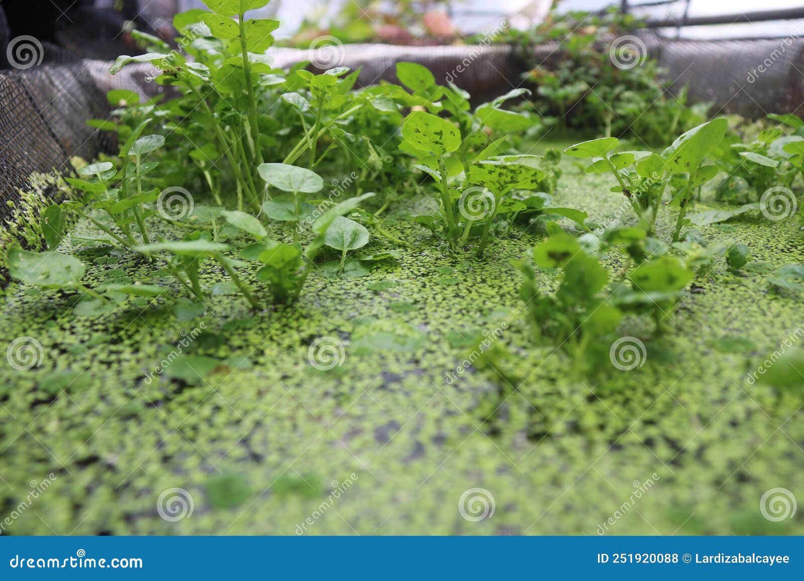 Vegetable seedling growth stock photo. Image of food - 251920088