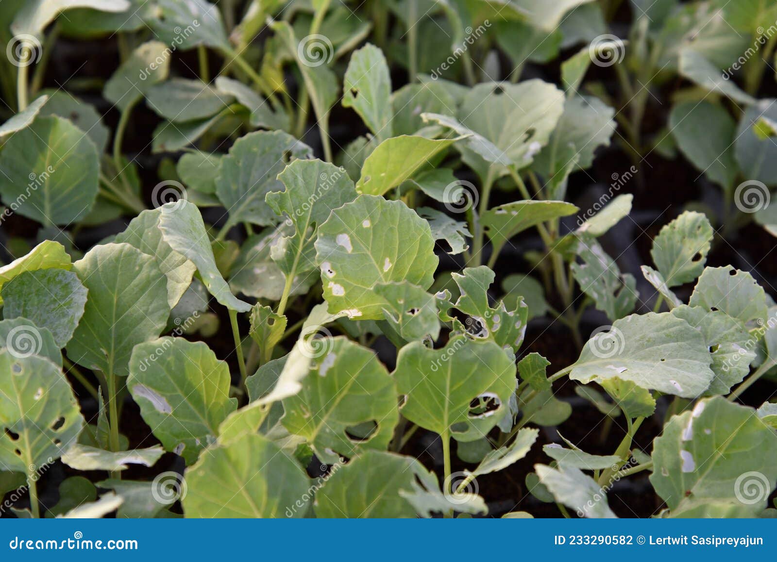 Vegetable Seedling Leaf Damage from Insect Stock Photo - Image of ...