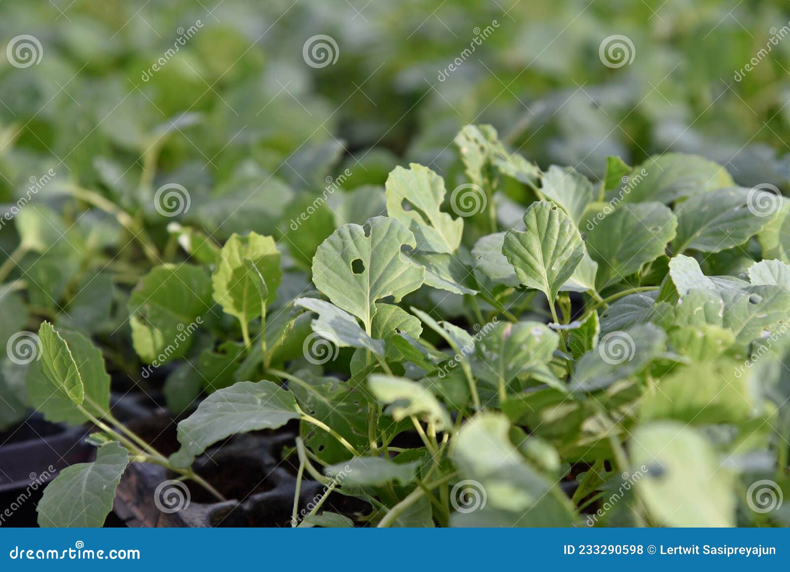 Vegetable Seedling Leaf Damage from Insect Stock Photo - Image of army ...