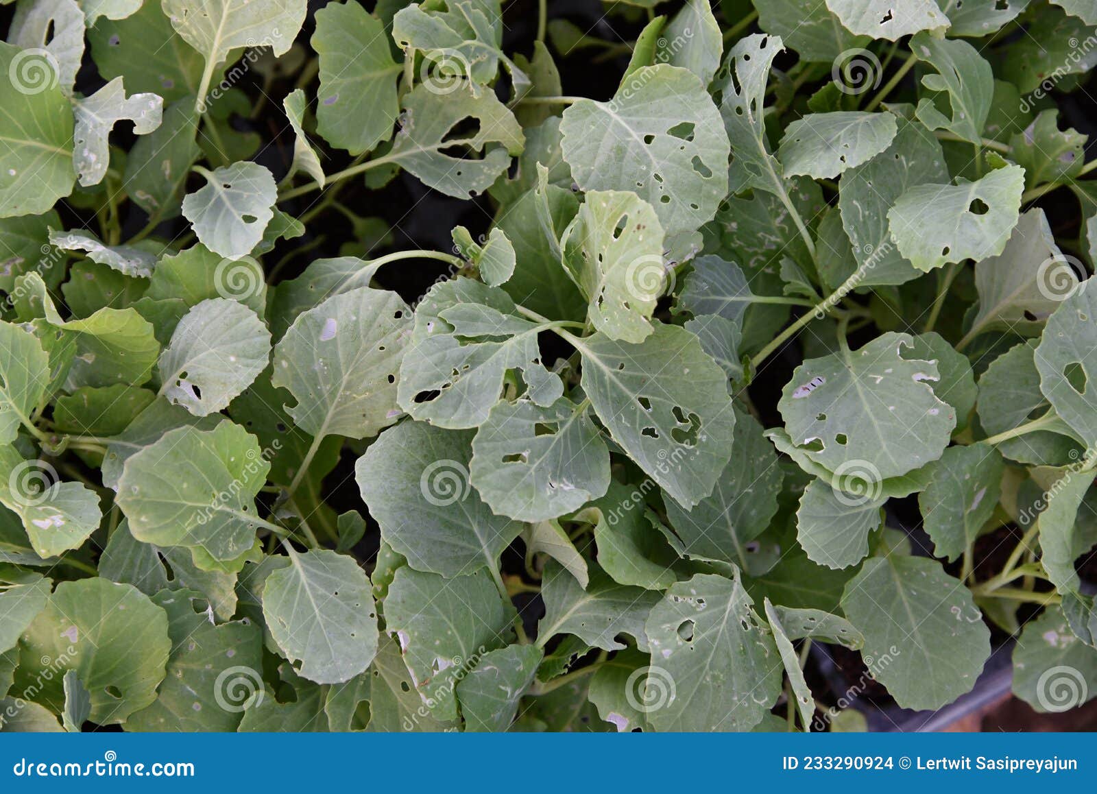 Vegetable Seedling Leaf Damage from Insect Stock Photo - Image of ...