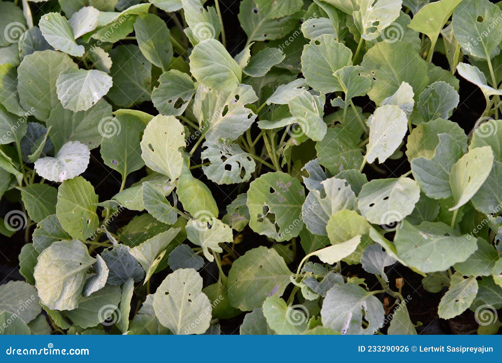 Vegetable Seedling Leaf Damage from Insect Stock Photo - Image of black ...