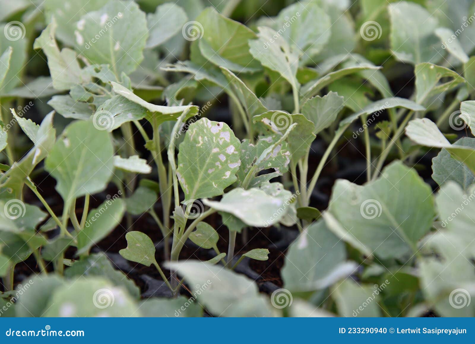 Vegetable Seedling Leaf Damage from Insect Stock Photo - Image of ...