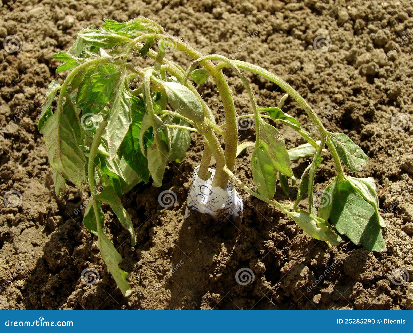 Vegetable Seedling Protection Stock Photo - Image of garden, protection ...